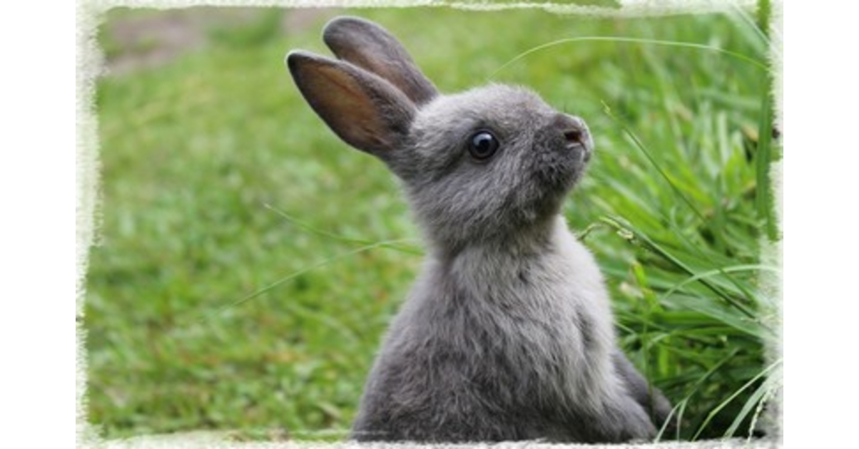 Je veux adopter un lapin - Petits Compagnons Je veux adopter un lapin - Petits Compagnons